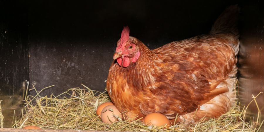 Create Inviting Nest Boxes: Cozy Retreats for Your Hens